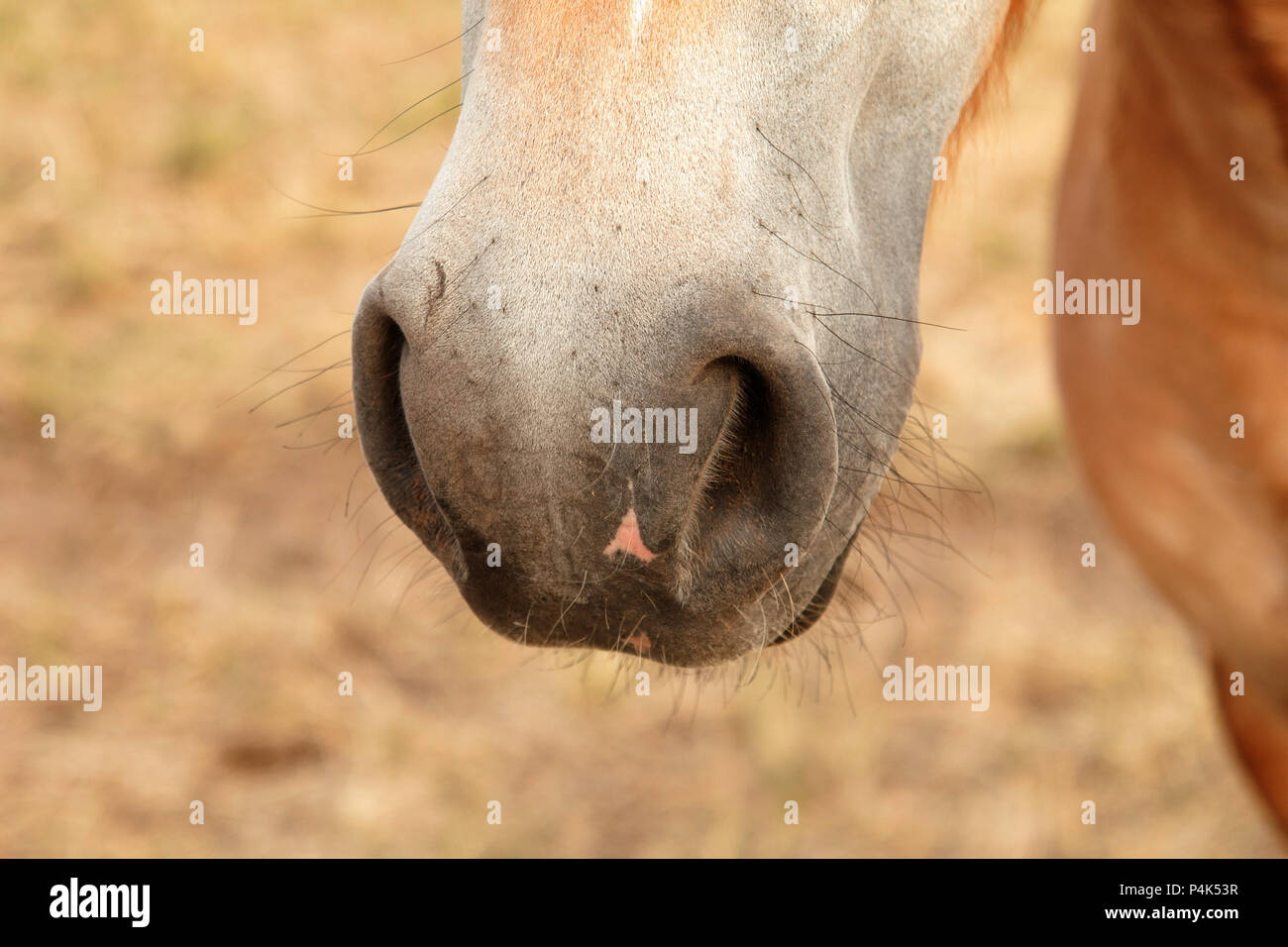 Sistema respiratorio del caballo immagini e fotografie stock ad alta ...