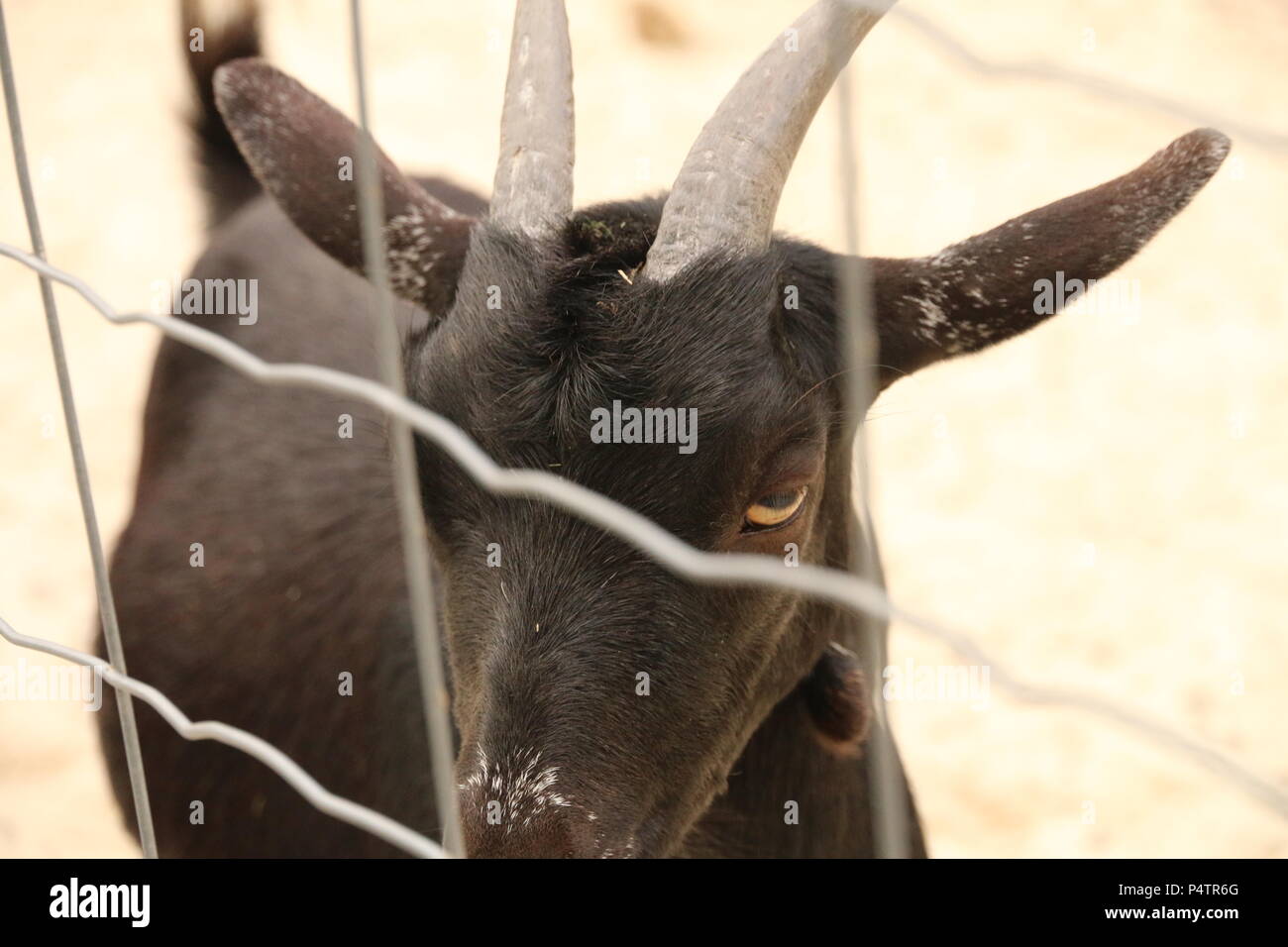 Capra pigmea africana immagini e fotografie stock ad alta risoluzione ...
