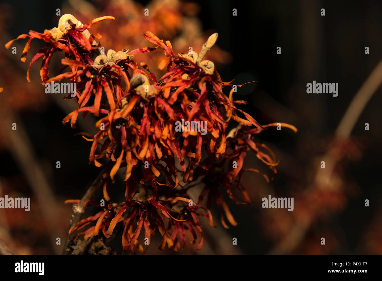 Amamelide ibrido immagini e fotografie stock ad alta risoluzione - Alamy