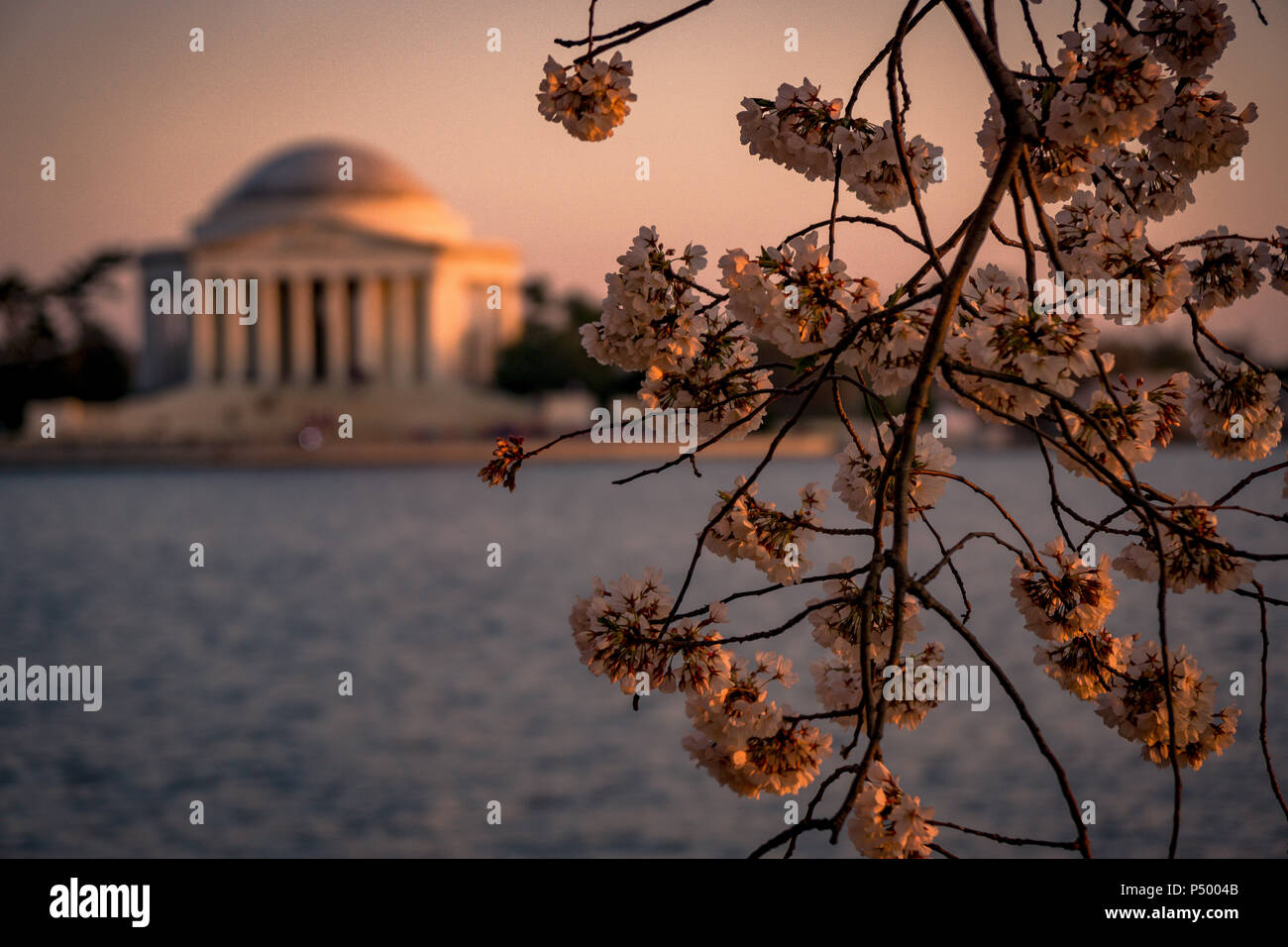 Monumento Di Washington Dc Fiori Di Ciliegio Immagini e Fotos Stock - Alamy