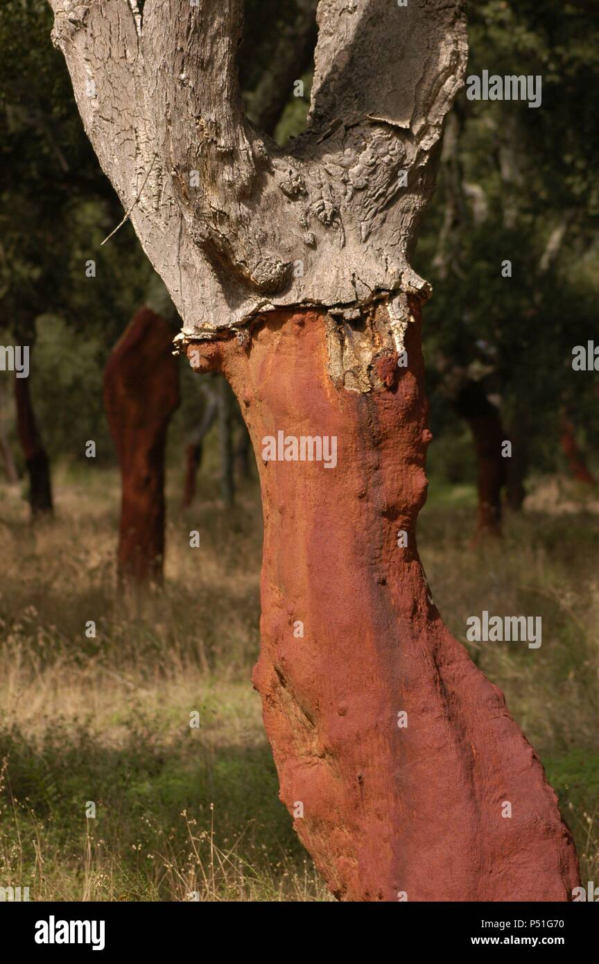ALCORNOQUE (Quercus suber). Perennifolio Arbol de la familia de las ...