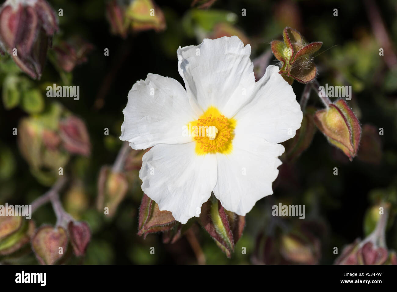 Primo piano di un cisto bianco / rosa di roccia in fiore. REGNO UNITO ...