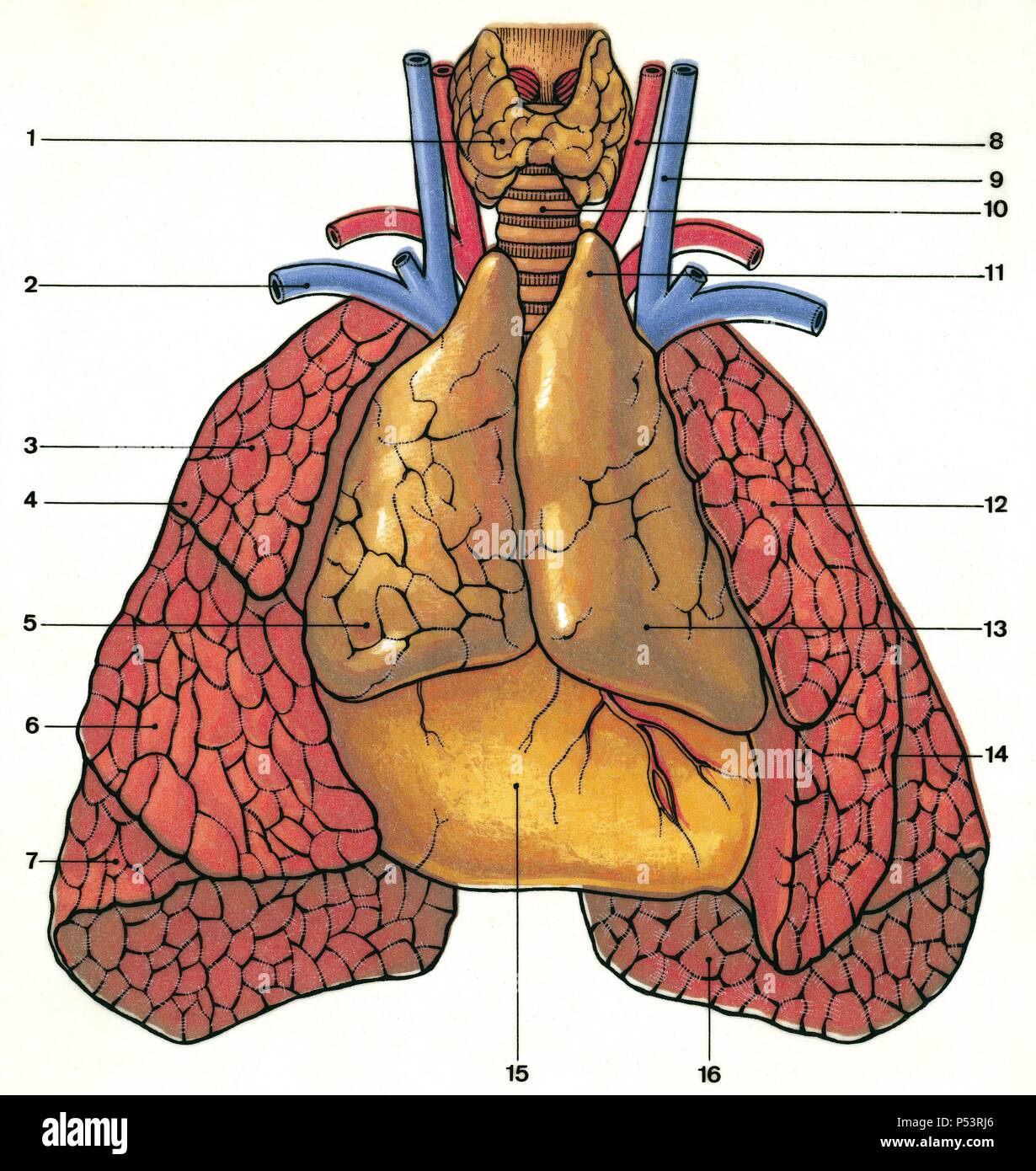 Arteria carotide interna immagini e fotografie stock ad alta ...