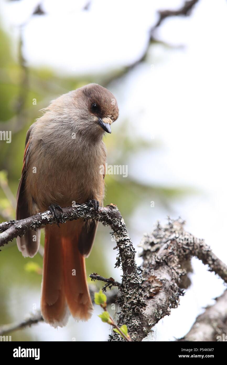 Siberian jay perisoreus infaustus adulto immagini e fotografie stock ad ...