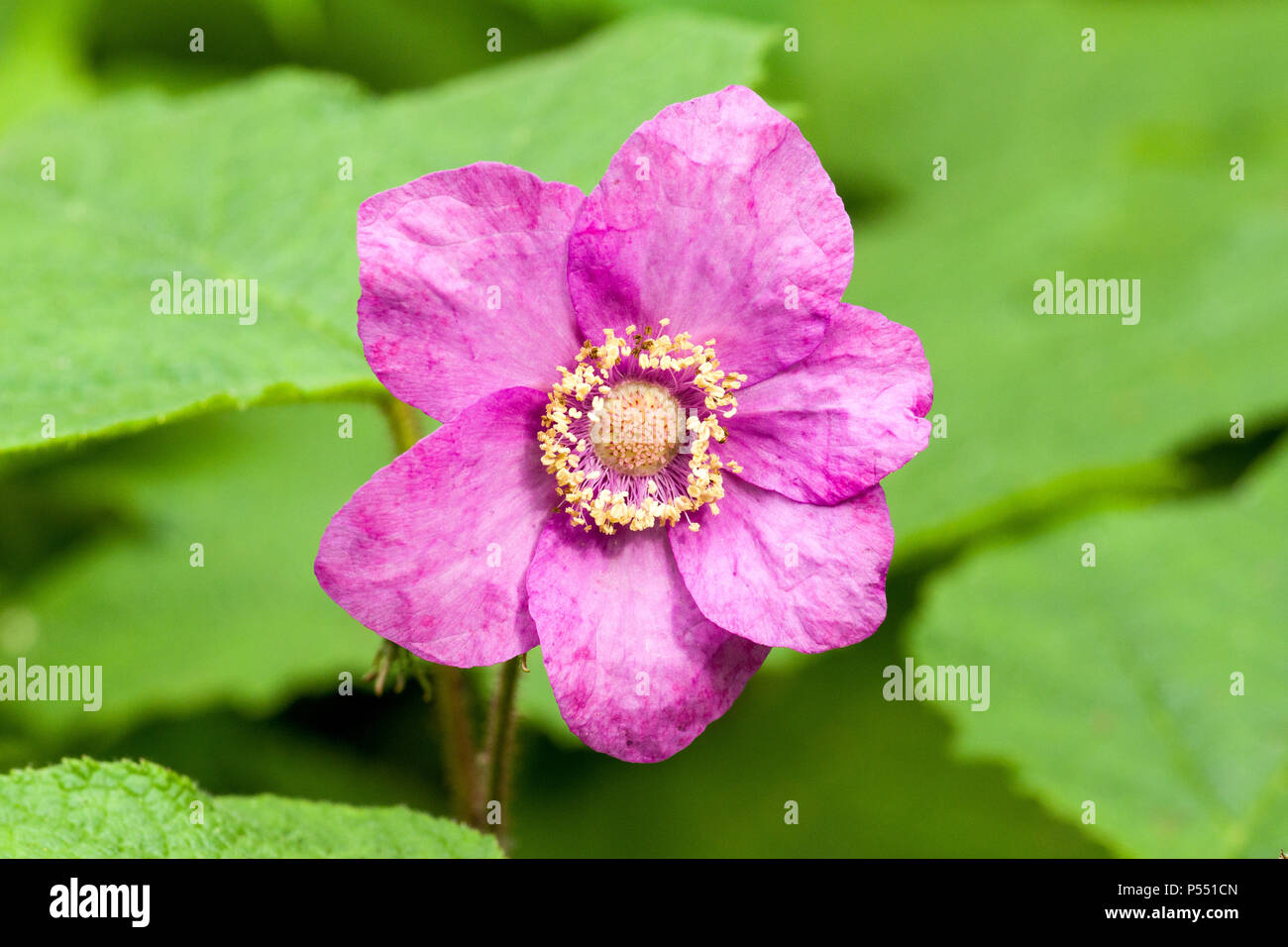 Odoratus di lampone rubino a fiore viola immagini e fotografie stock ad ...