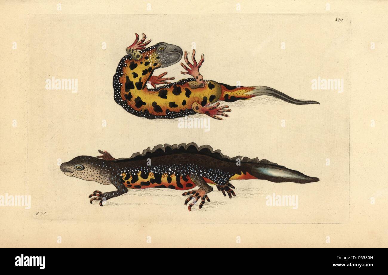 Grande tritone crestato, Triturus cristatus. In pericolo critico ...