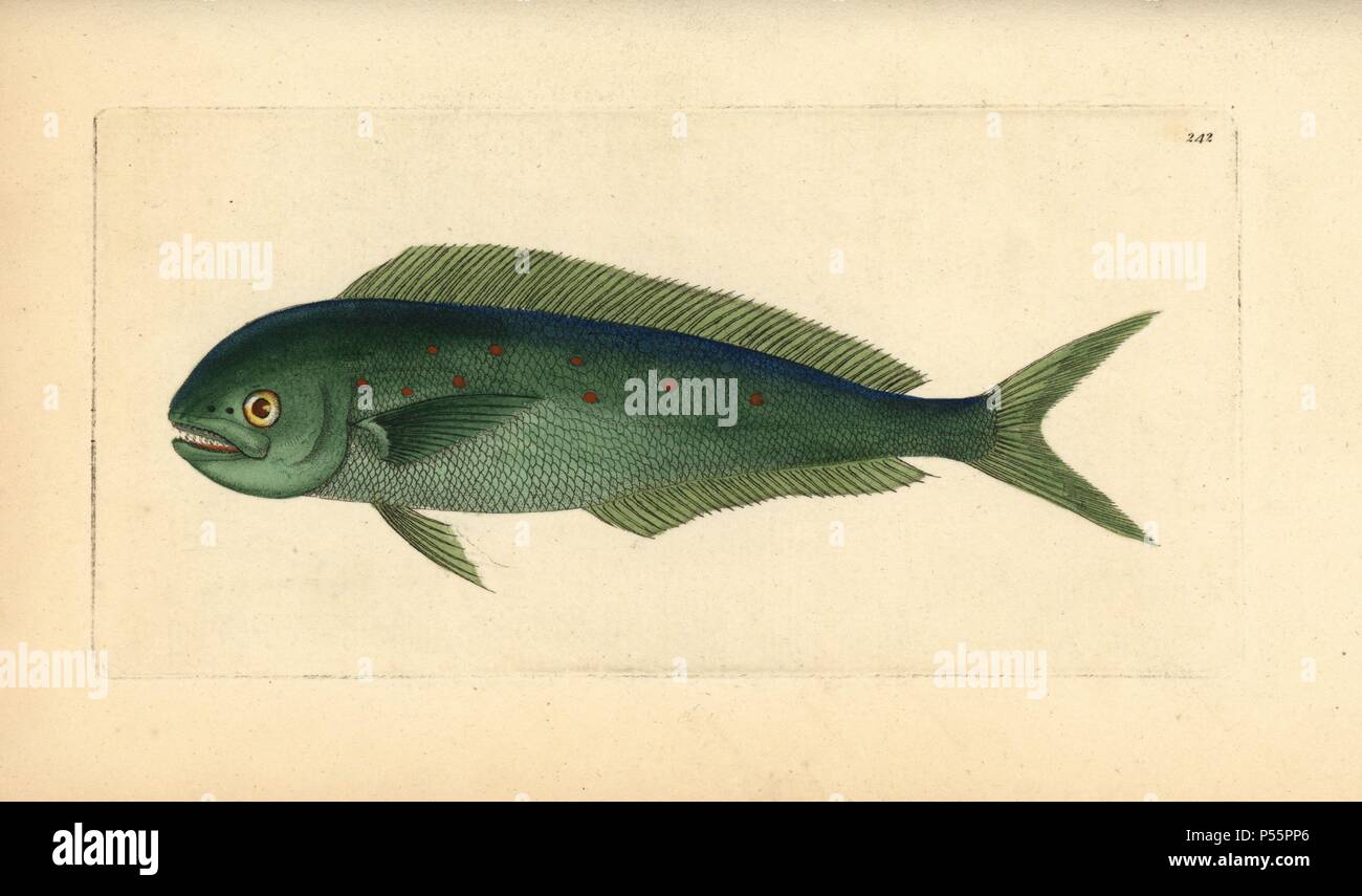 Lampuga, Coryphaena hippurus. Illustrazione unsigned (George Shaw e ...