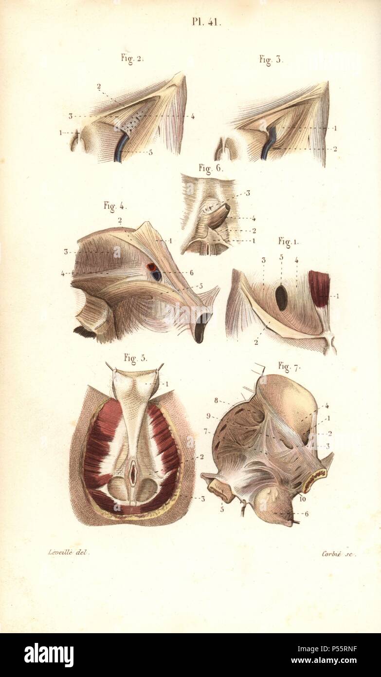 Aponeuroses dell'addome e perineo. Acciaio Handcolored incisione di ...