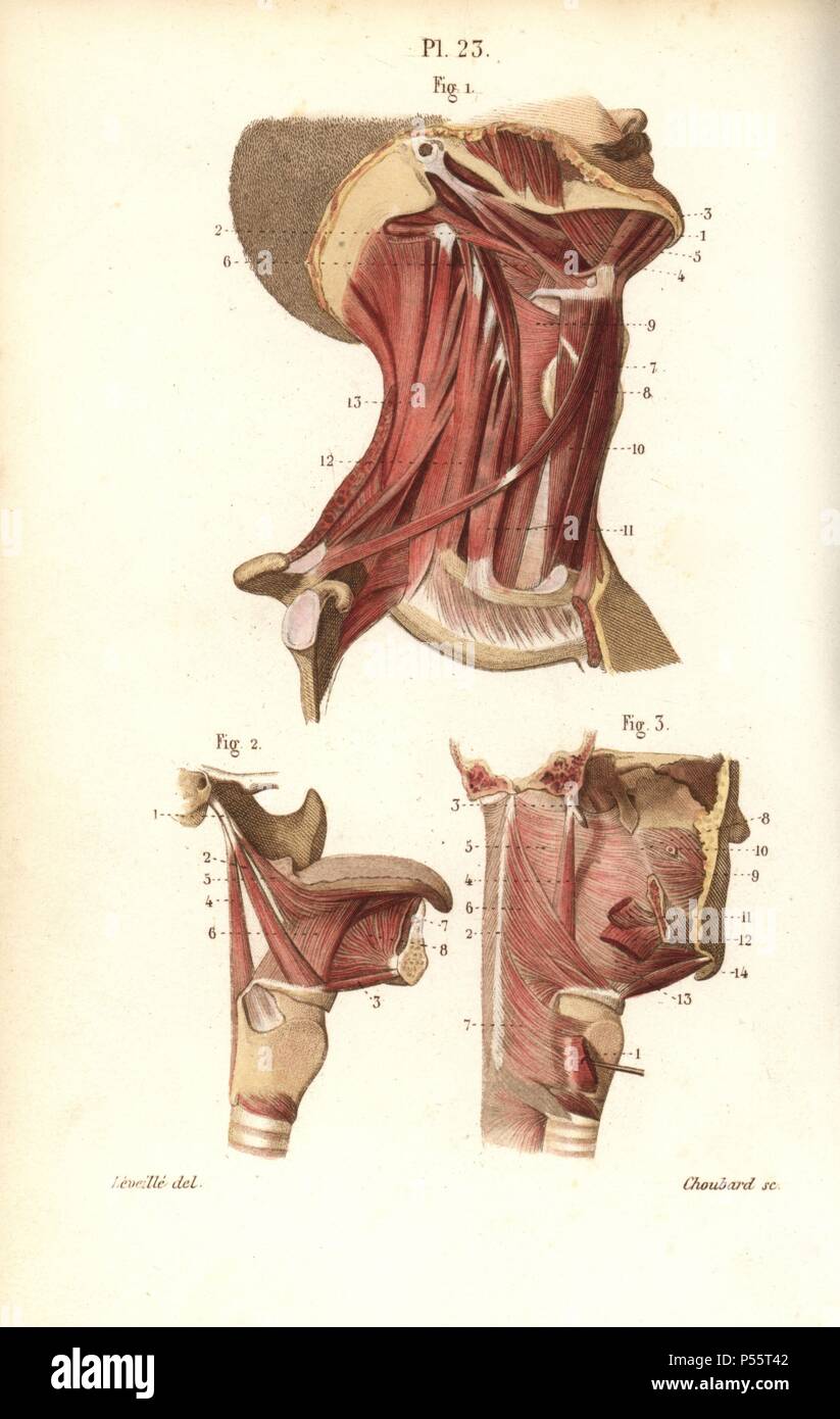 Anatomie du larynx humain immagini e fotografie stock ad alta ...