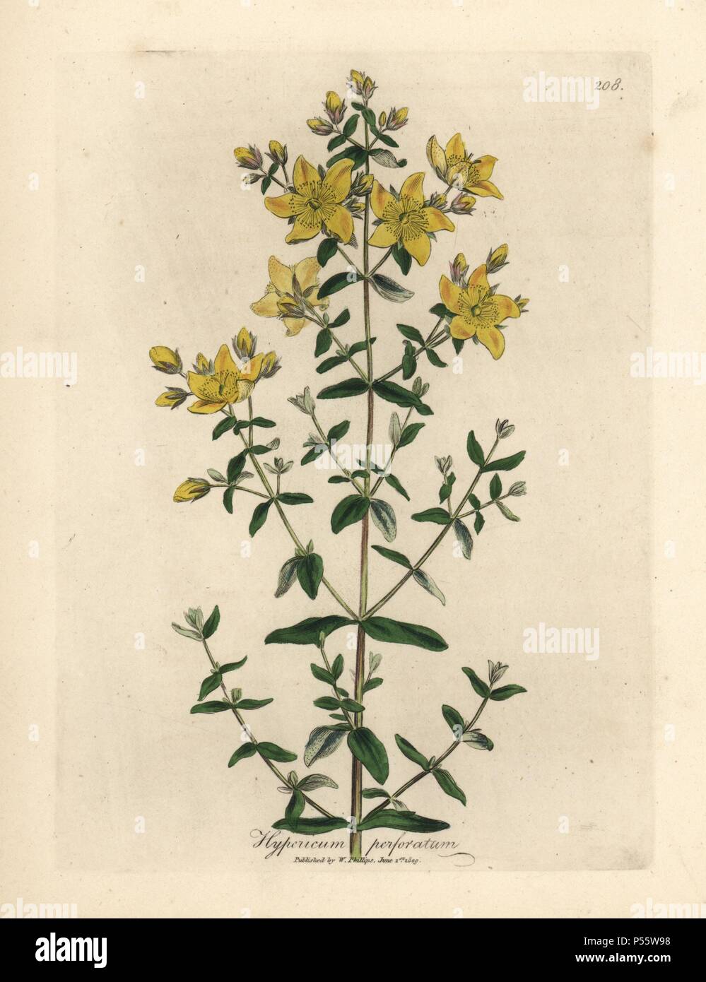 Fiore giallo perforata Iperico, Hypericum perforatum. Handcolored ...