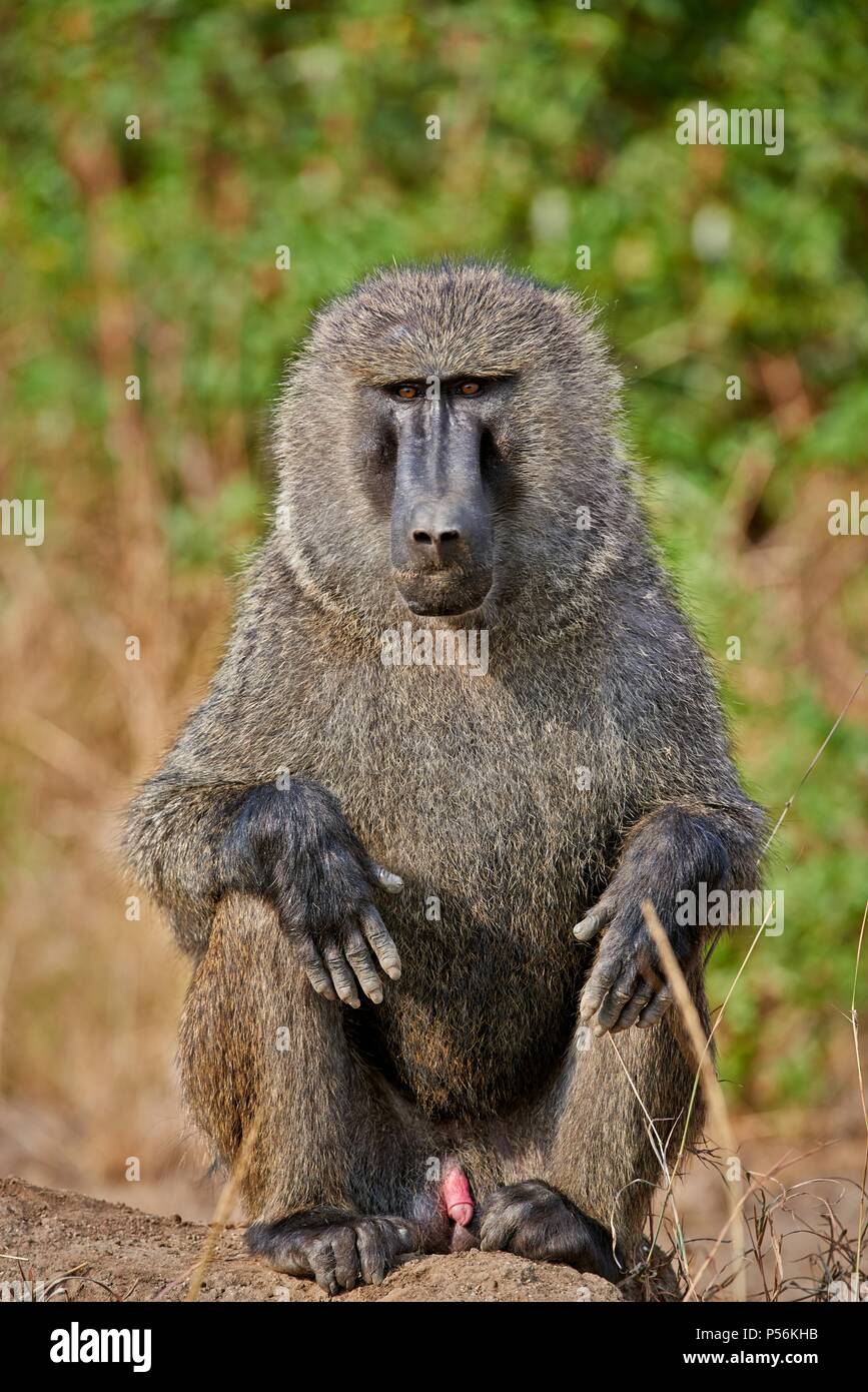 Occhio di anubi immagini e fotografie stock ad alta risoluzione - Alamy
