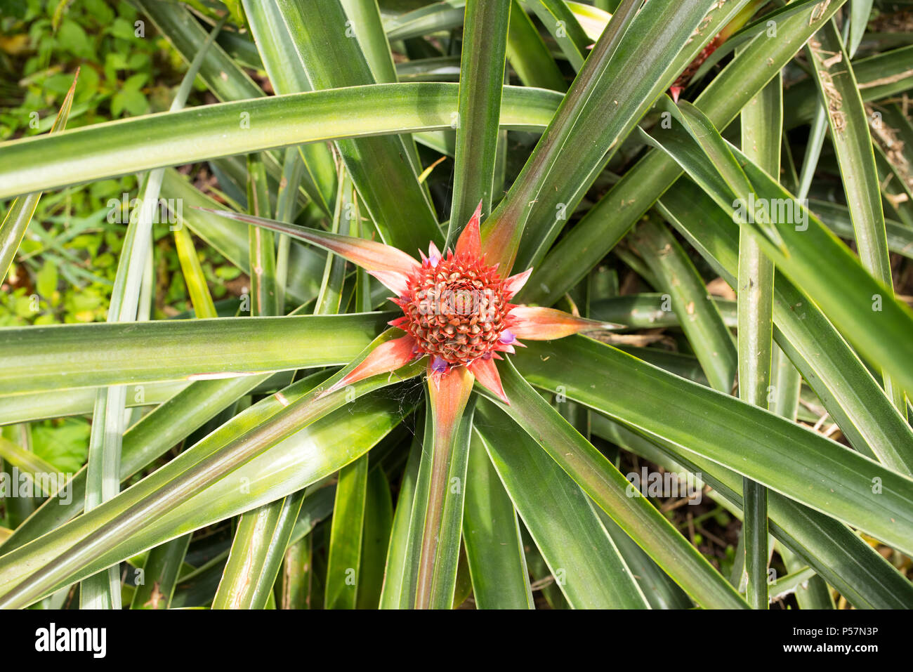 Pianta di ananas immagini e fotografie stock ad alta risoluzione - Alamy