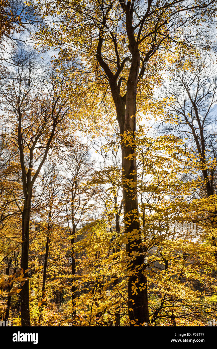 Alberi decidui di giorno europa immagini e fotografie stock ad alta ...