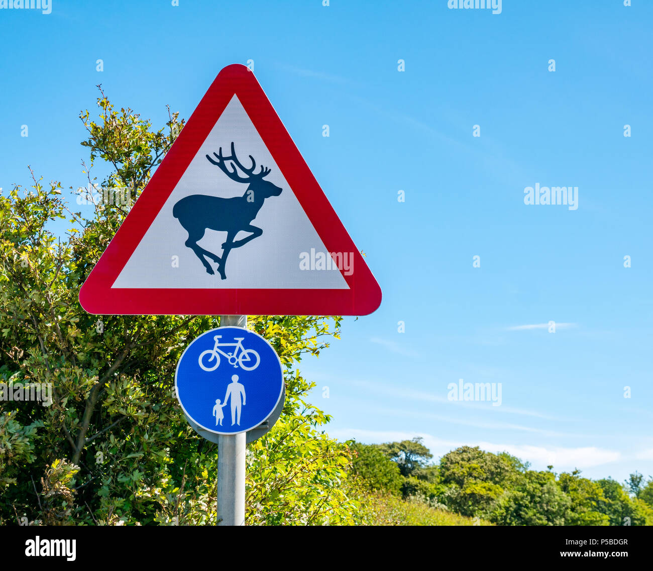Cartello stradale dei cervi immagini e fotografie stock ad alta ...
