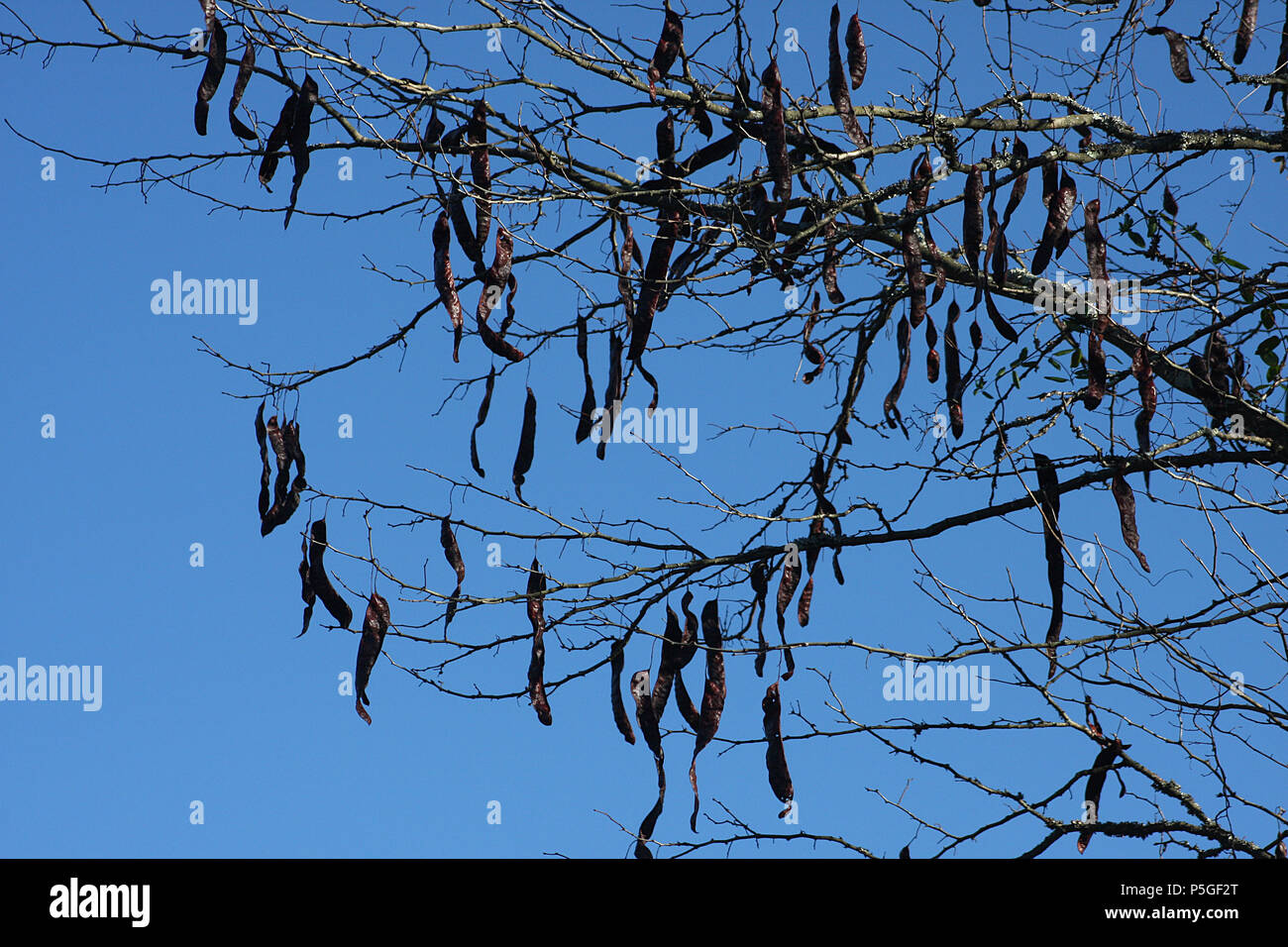 Albero di carrube immagini e fotografie stock ad alta risoluzione - Alamy