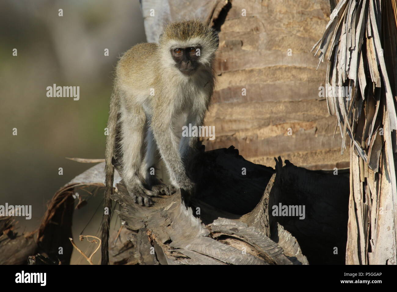 Scimmia verde africana immagini e fotografie stock ad alta risoluzione ...