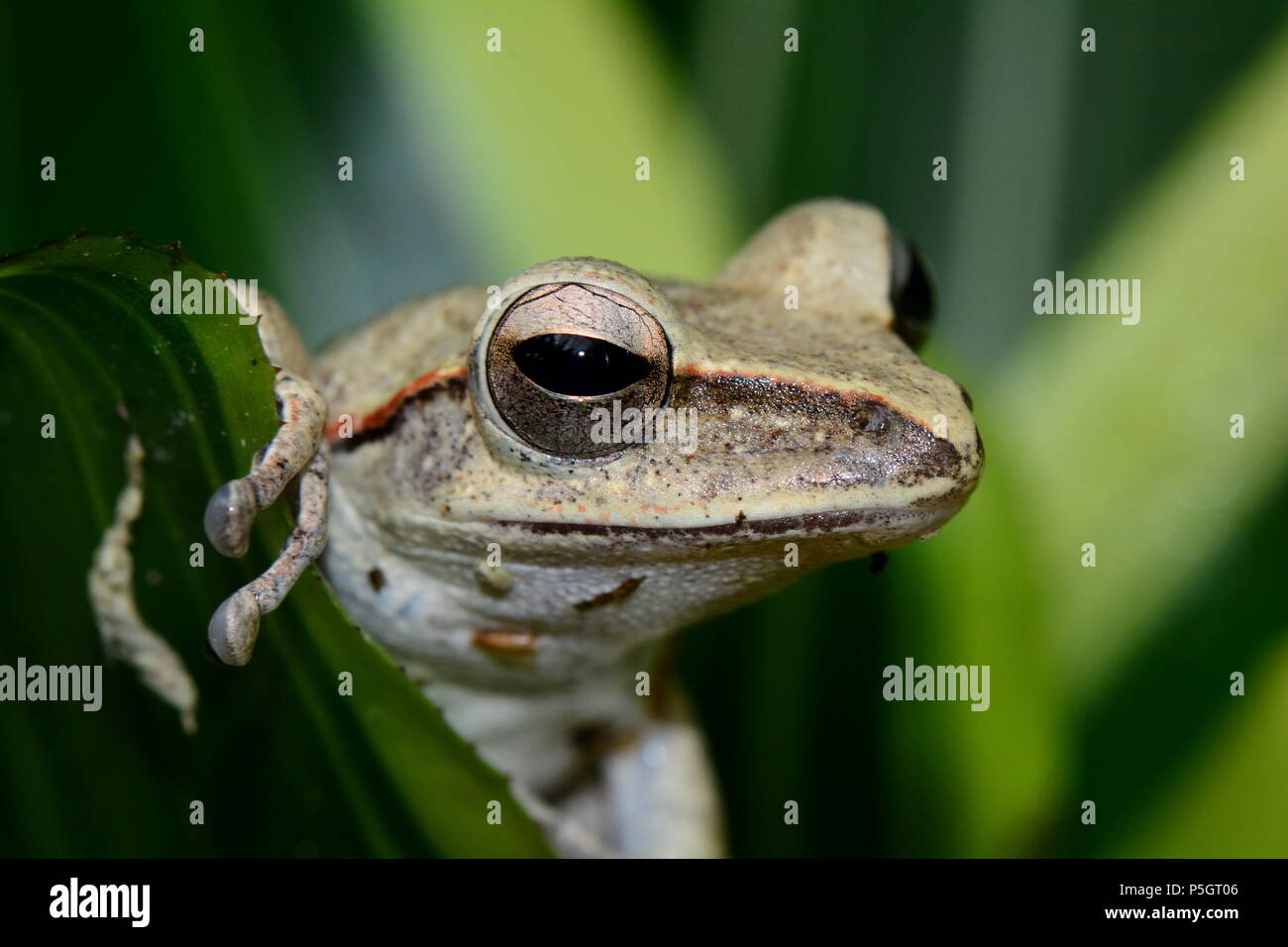 Pelle Di Rana Immagini e Fotos Stock - Alamy