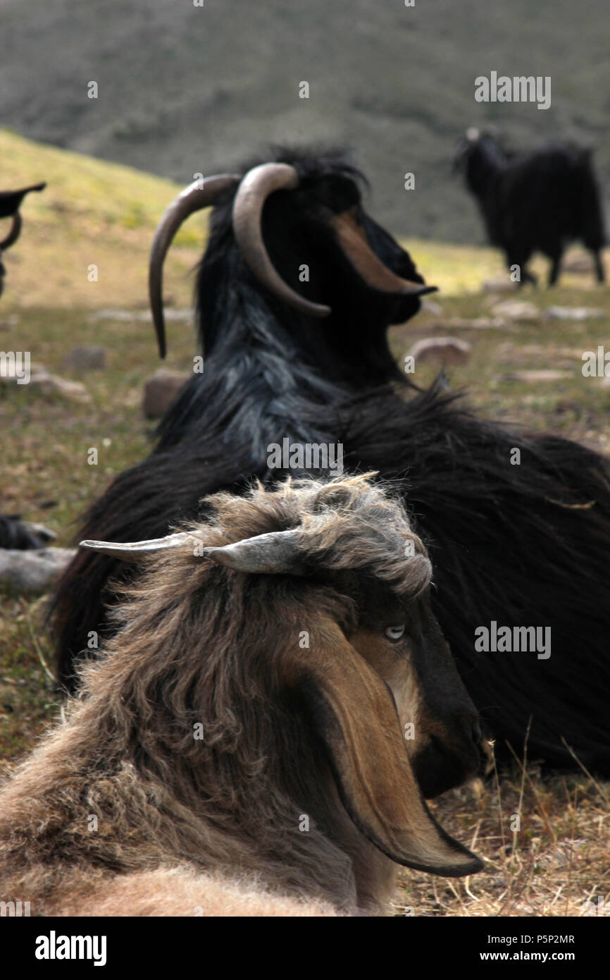 Capra con le corna ricci immagini e fotografie stock ad alta ...