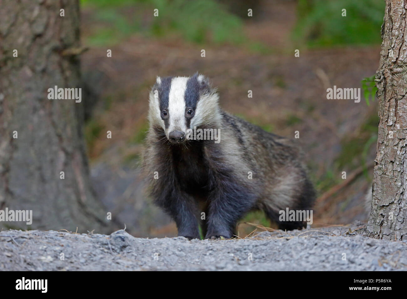Il tasso eurasian meles meles adulto immagini e fotografie stock ad ...