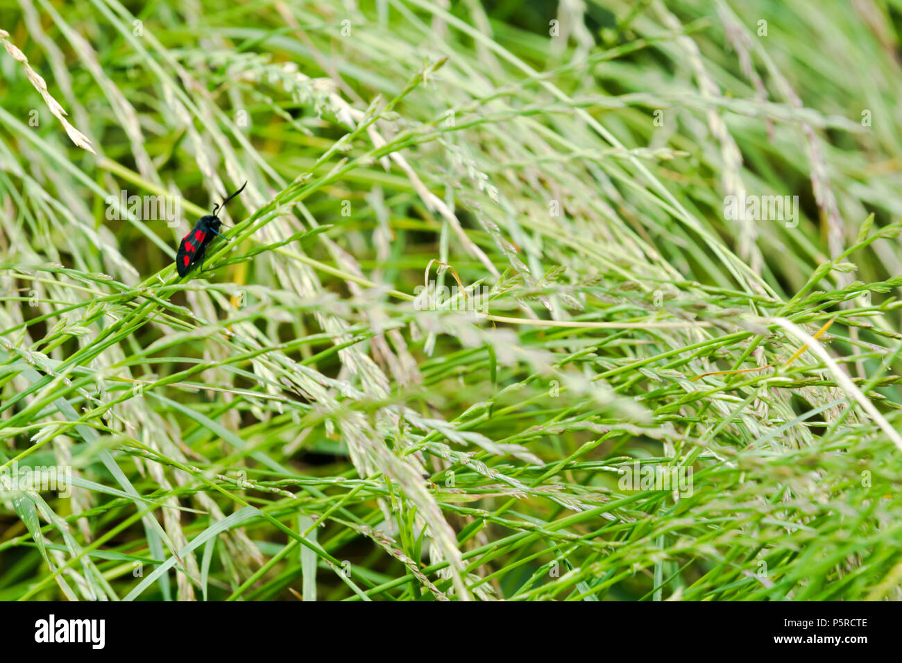 Lunga antenna immagini e fotografie stock ad alta risoluzione - Alamy