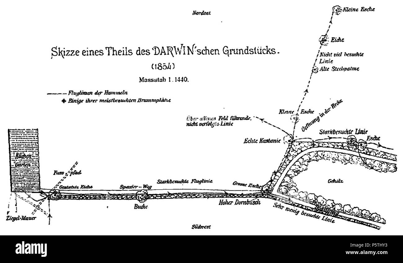 Teoria de darwin evolucionismo immagini e fotografie stock ad alta ...