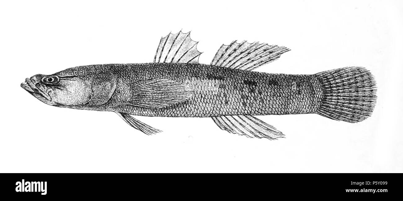 N/A. Eleotris fusca syn. E. cavifrons i nomi delle specie / identità ...