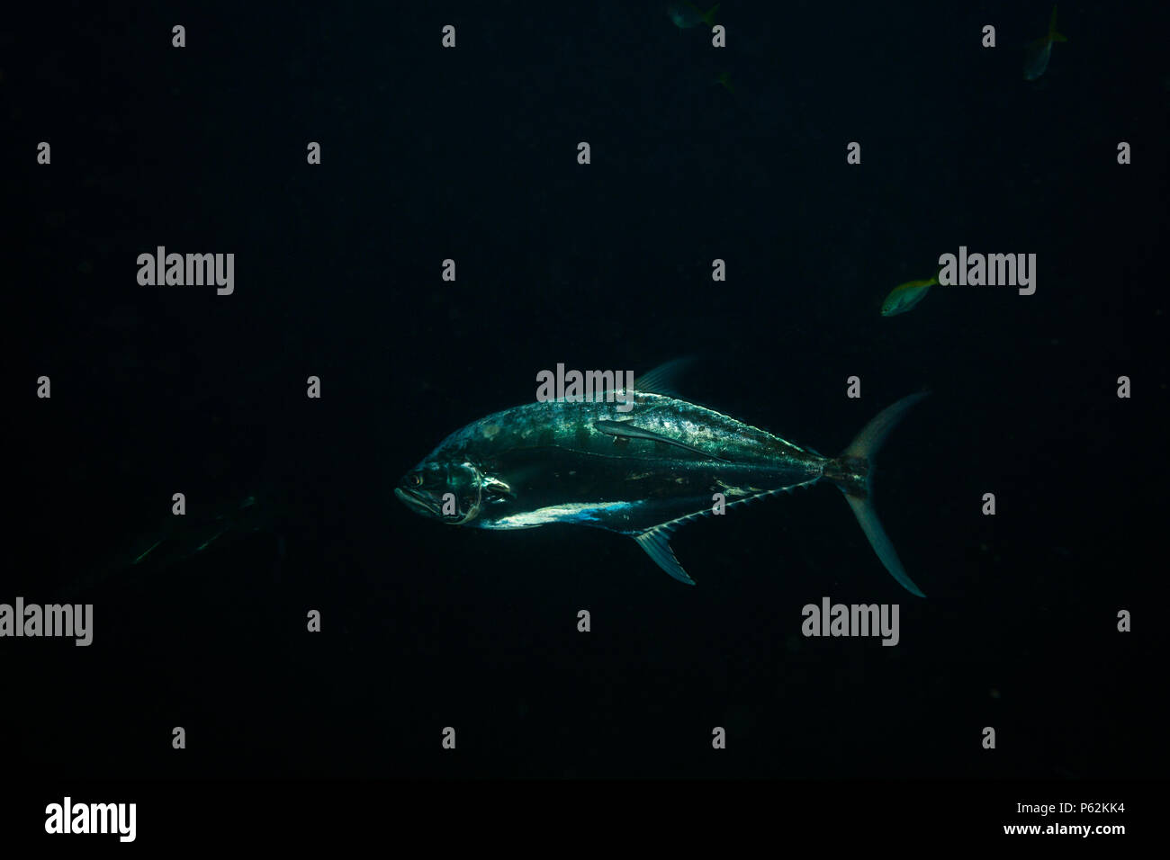 Nuotata di tonno immagini e fotografie stock ad alta risoluzione - Alamy