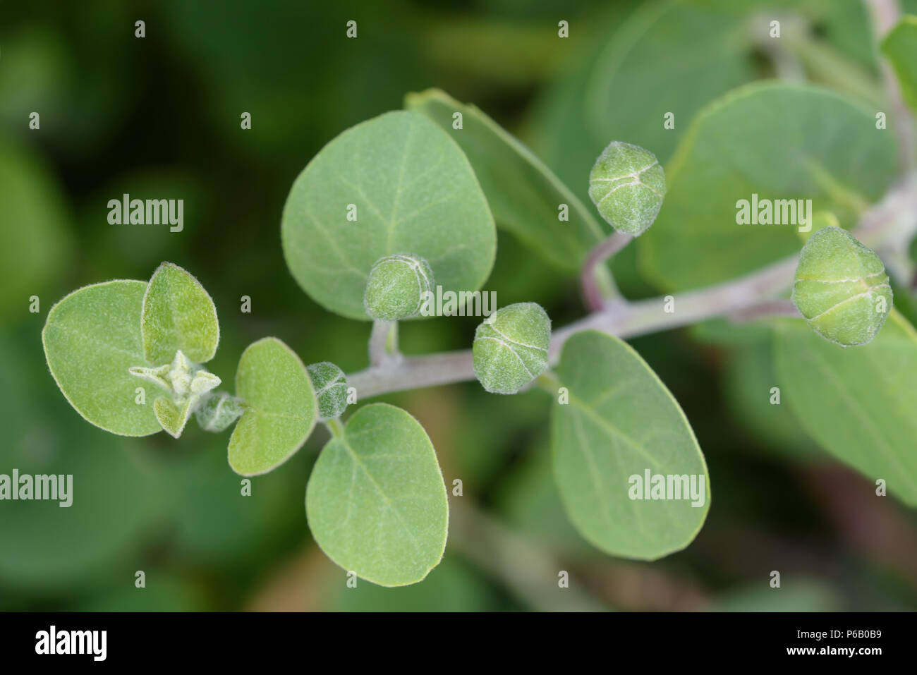 Arbusto di capperi immagini e fotografie stock ad alta risoluzione - Alamy