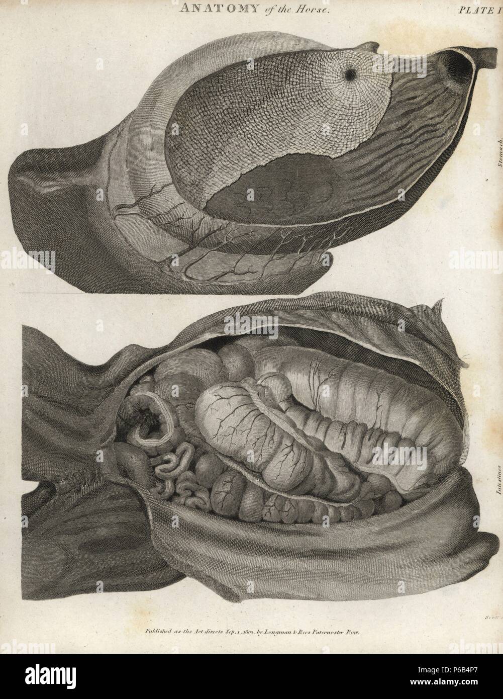 L'anatomia del cavallo immagini e fotografie stock ad alta risoluzione ...