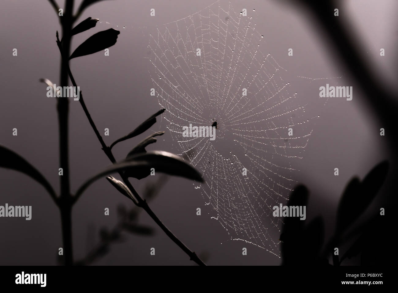 Seta di ragno bagnata immagini e fotografie stock ad alta risoluzione ...