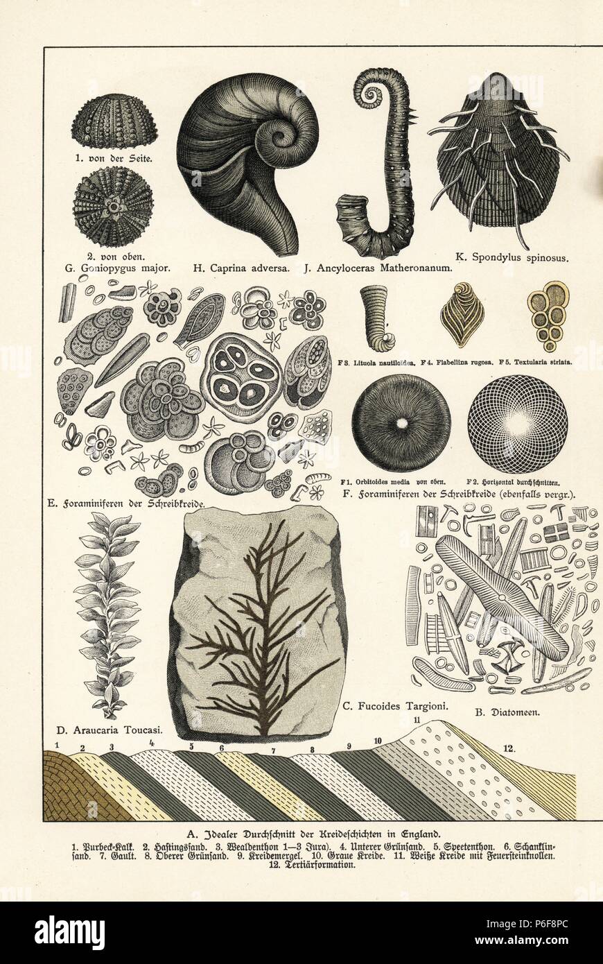 Dr fr rolle immagini e fotografie stock ad alta risoluzione - Alamy