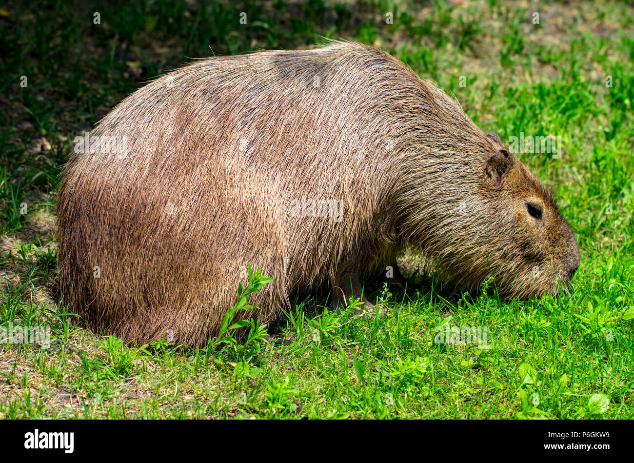 Piccoli capibara immagini e fotografie stock ad alta risoluzione - Alamy