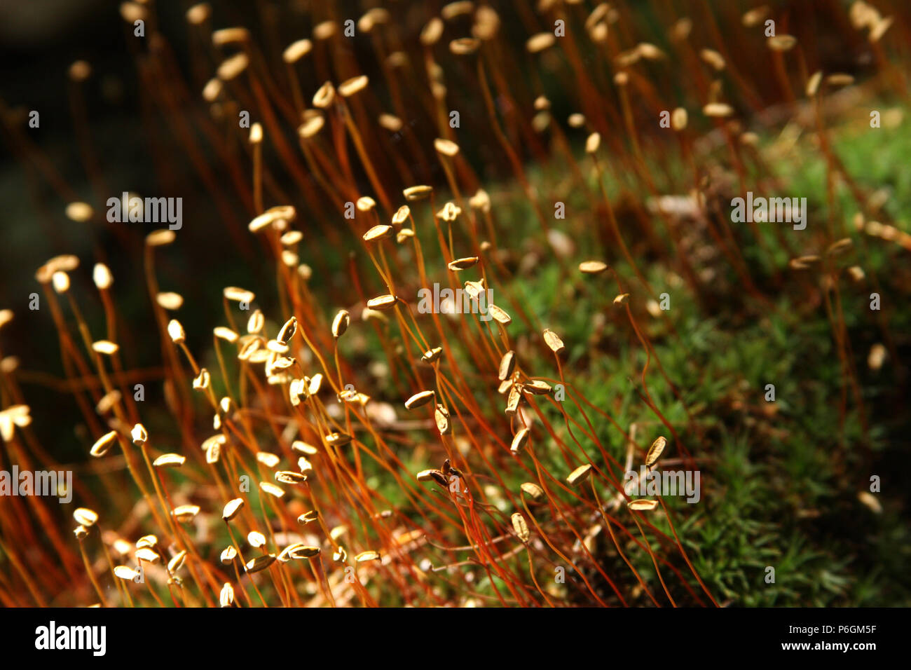 Piante senza fiori non vascolari immagini e fotografie stock ad alta ...