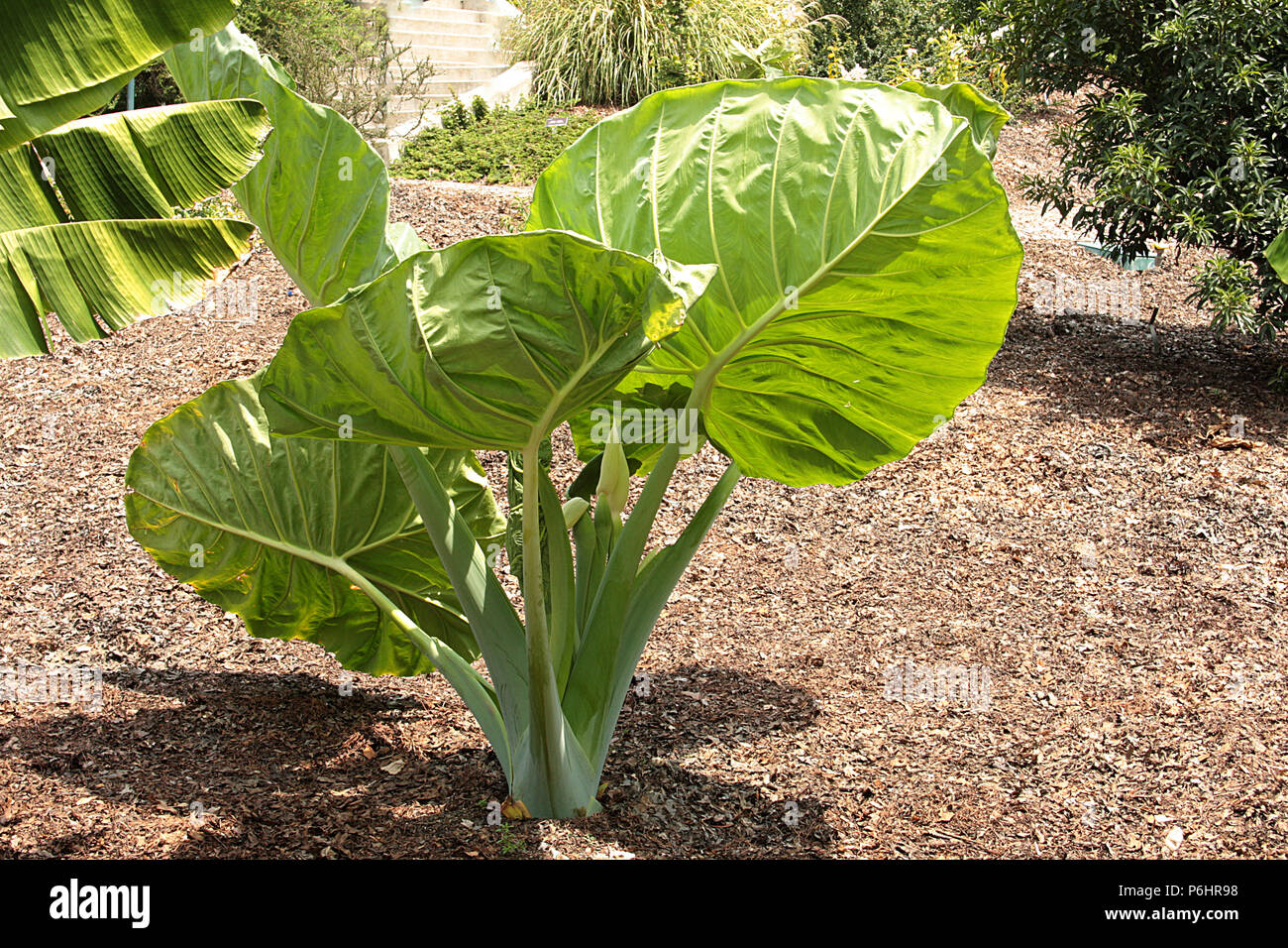 Orecchio di elefante orecchio colocasia pianta elefante orecchio ...