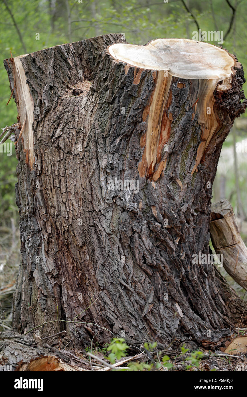 Ceppo di albero immagini e fotografie stock ad alta risoluzione - Alamy