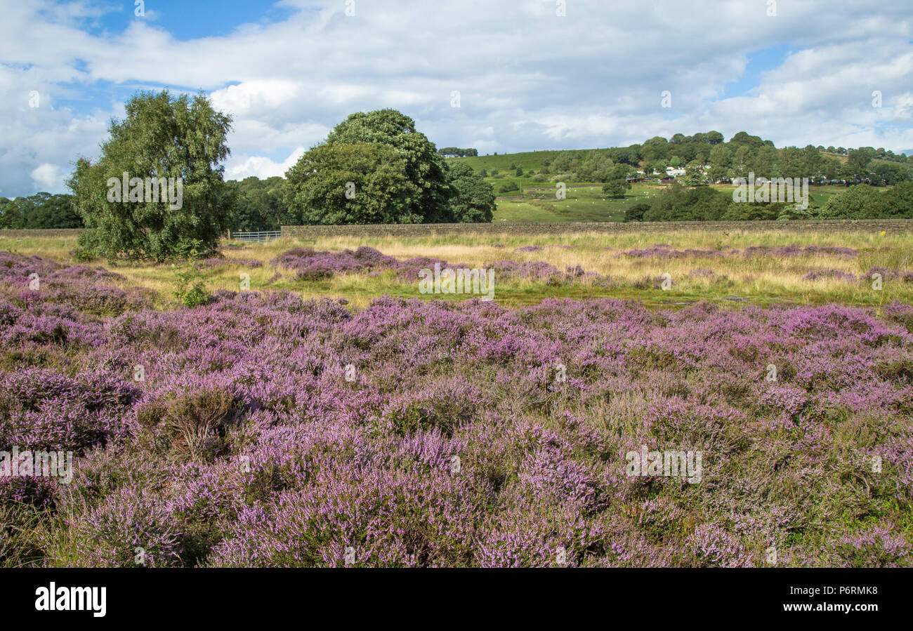 Baildon in west yorkshire immagini e fotografie stock ad alta ...