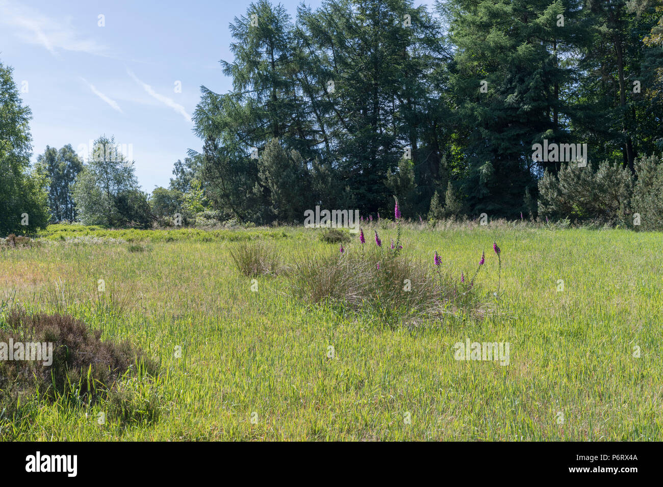 Radura boschiva o compensazione immagini e fotografie stock ad alta ...