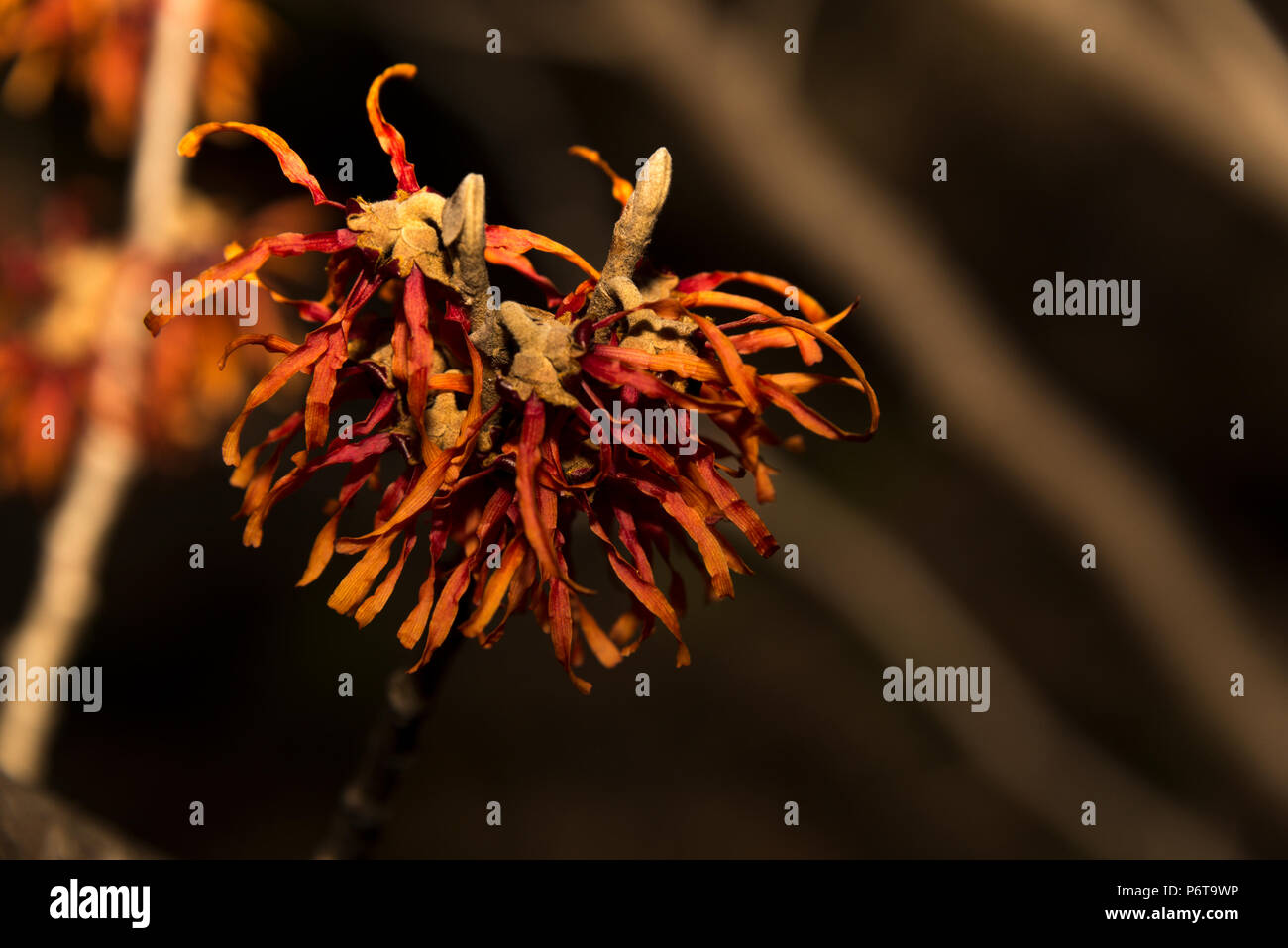 Amamelide ibrido immagini e fotografie stock ad alta risoluzione - Alamy