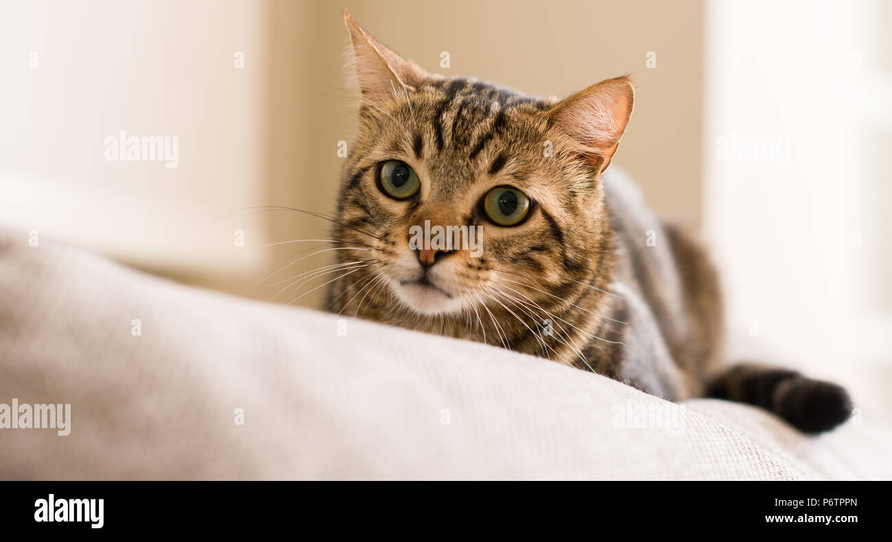 Faccia Di Gatto Immagini e Fotos Stock - Alamy