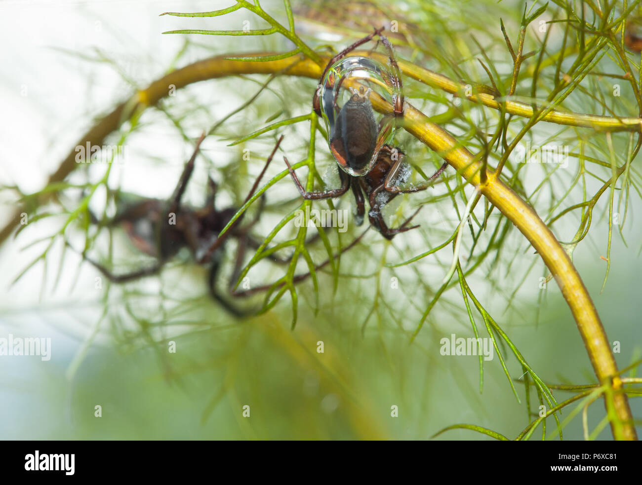 Campana immersione immagini e fotografie stock ad alta risoluzione - Alamy