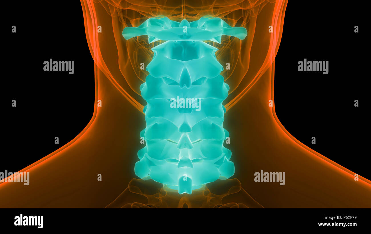 Scheletro umano del sistema colonna vertebrale cervicale Anatomia delle ...