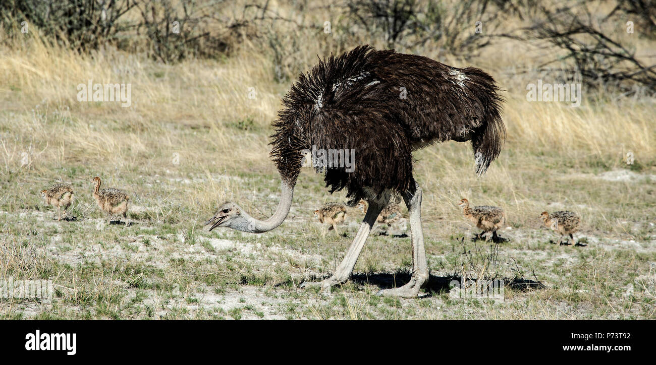 Maschio di struzzo struthio camelus immagini e fotografie stock ad alta ...