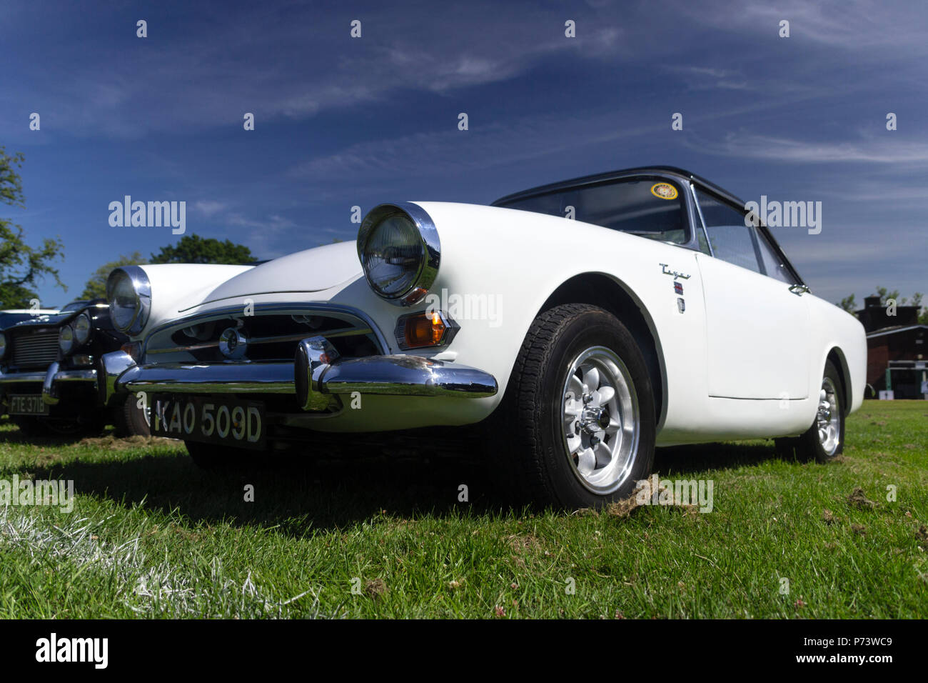 Sunbeam tiger immagini e fotografie stock ad alta risoluzione - Alamy
