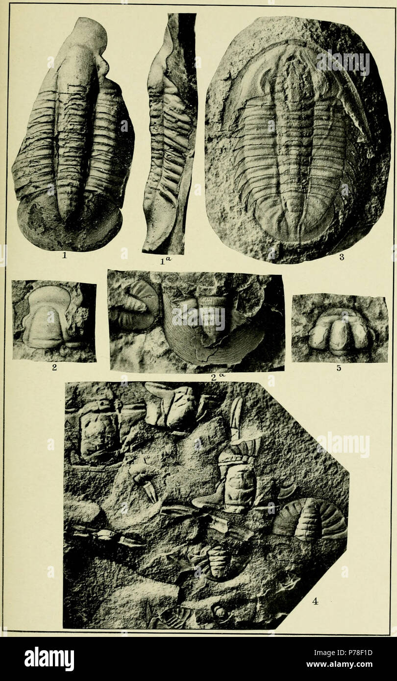 La piastra 16: Cambrian faune della Cina (Coosia, Asaphiscus ...