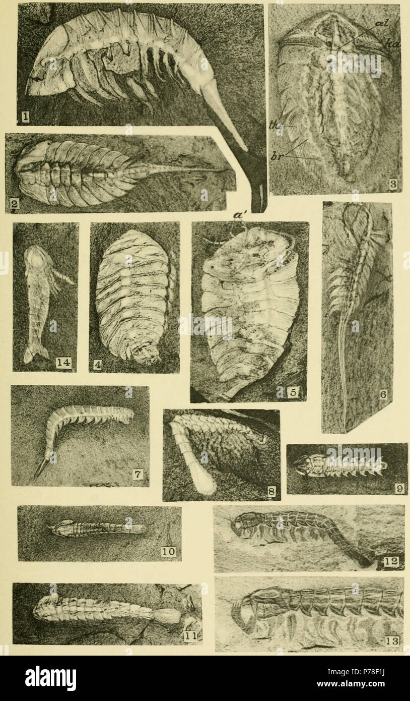 La piastra 29: Middle Cambrian crostacei (Molaria, Habelia e Yohoia) 1 ...