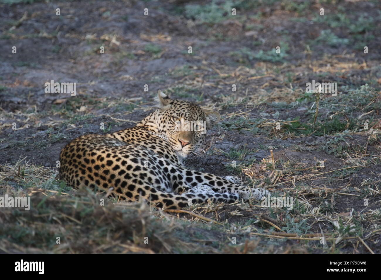 Big five katavi nationalpark immagini e fotografie stock ad alta ...