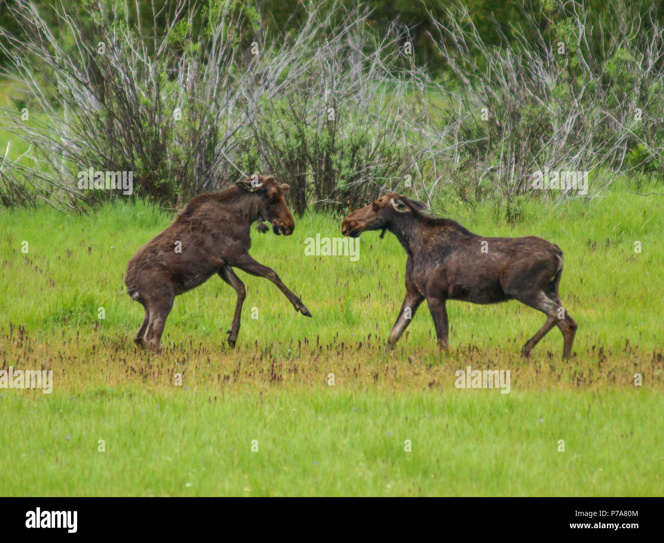 Alci arrabbiati immagini e fotografie stock ad alta risoluzione - Alamy