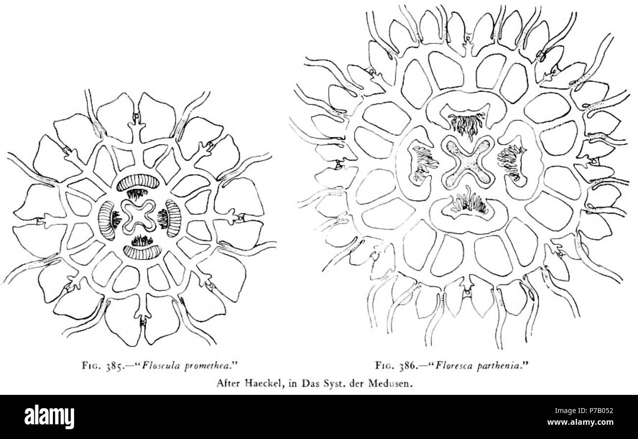 Floresca parthenia immagini e fotografie stock ad alta risoluzione - Alamy