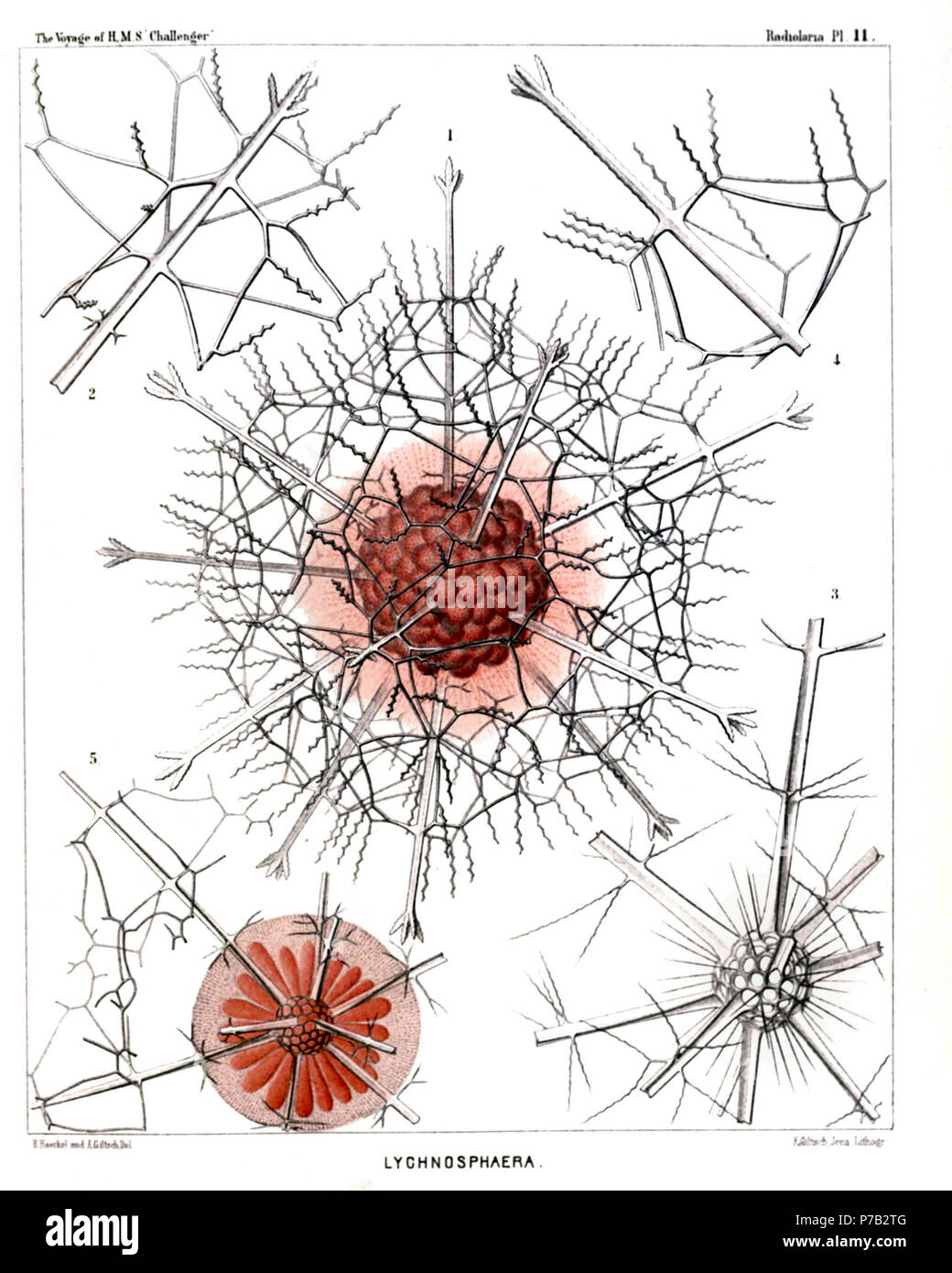 Inglese: Illustrazione dalla relazione sull'Radiolaria raccolti da H.M ...