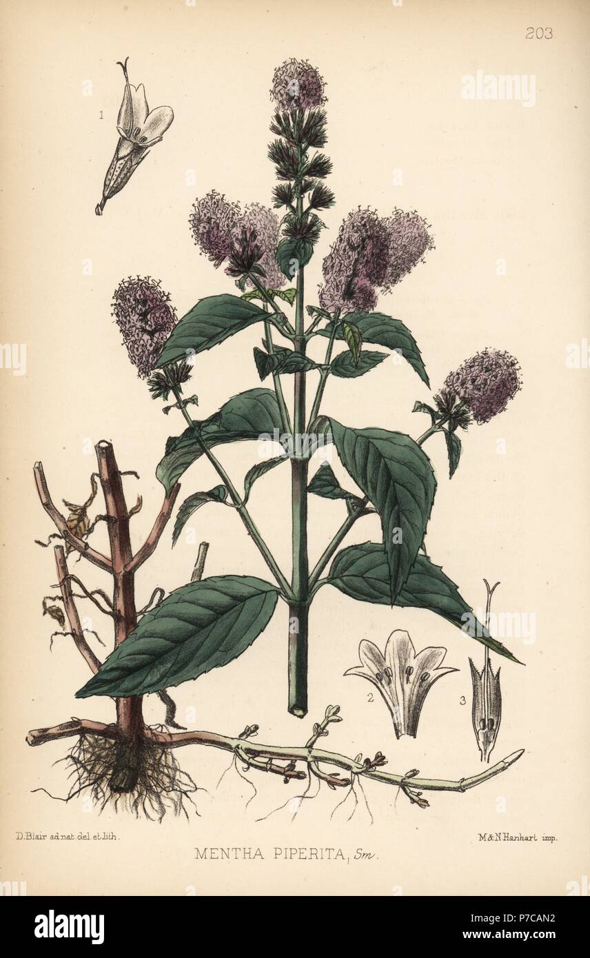 Illustrazione botanica di mentha piperita immagini e fotografie stock ...